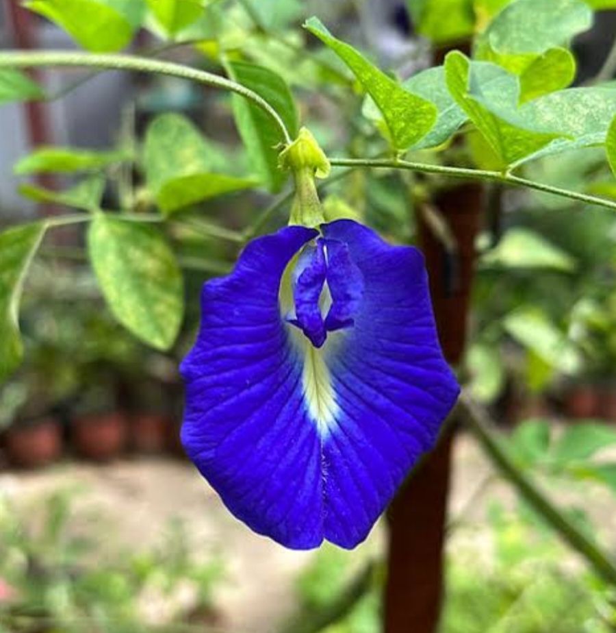 Bluebellvine | karin sabrina